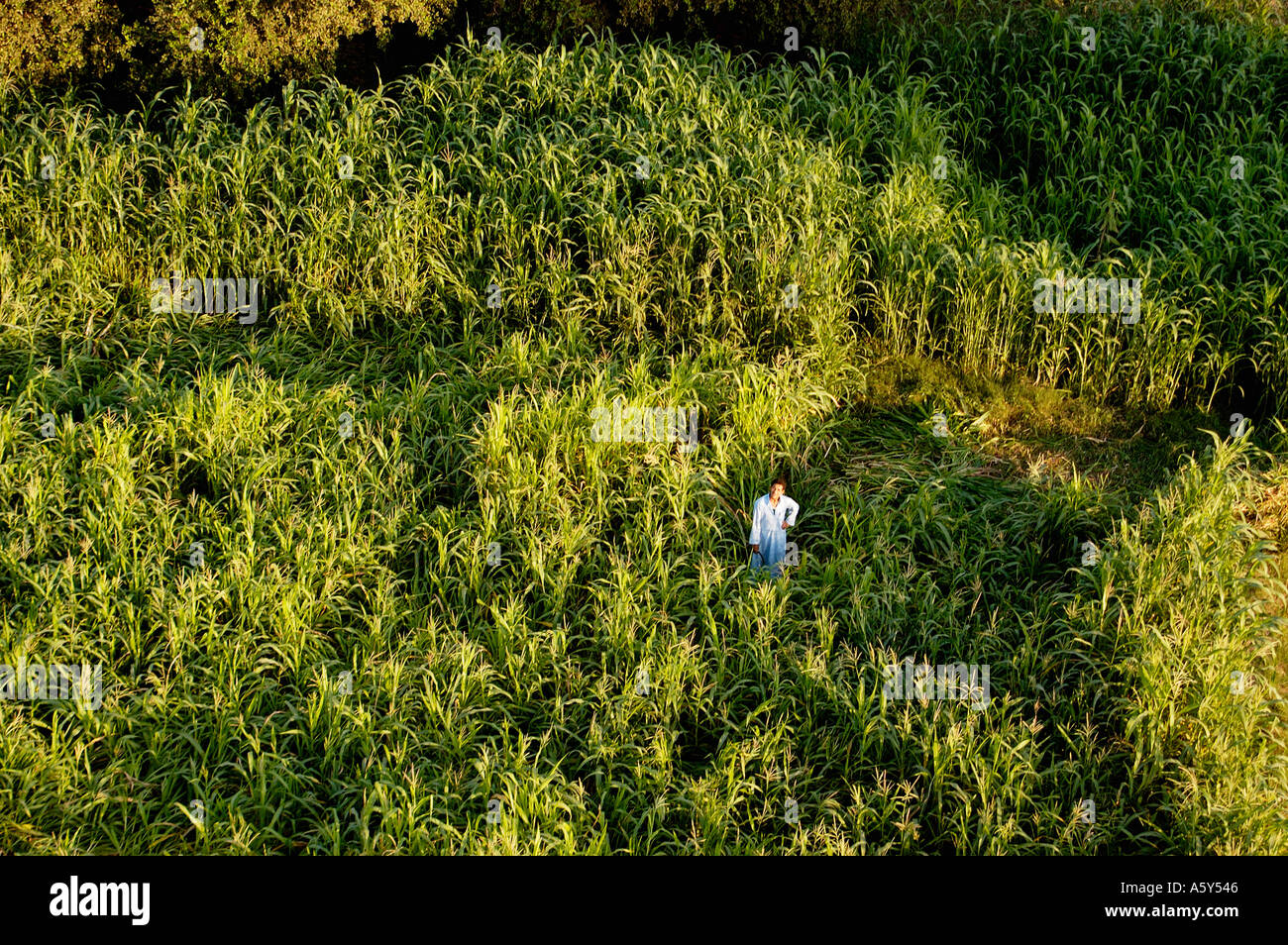 Egypt Nile valley at Gurna Luxor west bank Stock Photo - Alamy