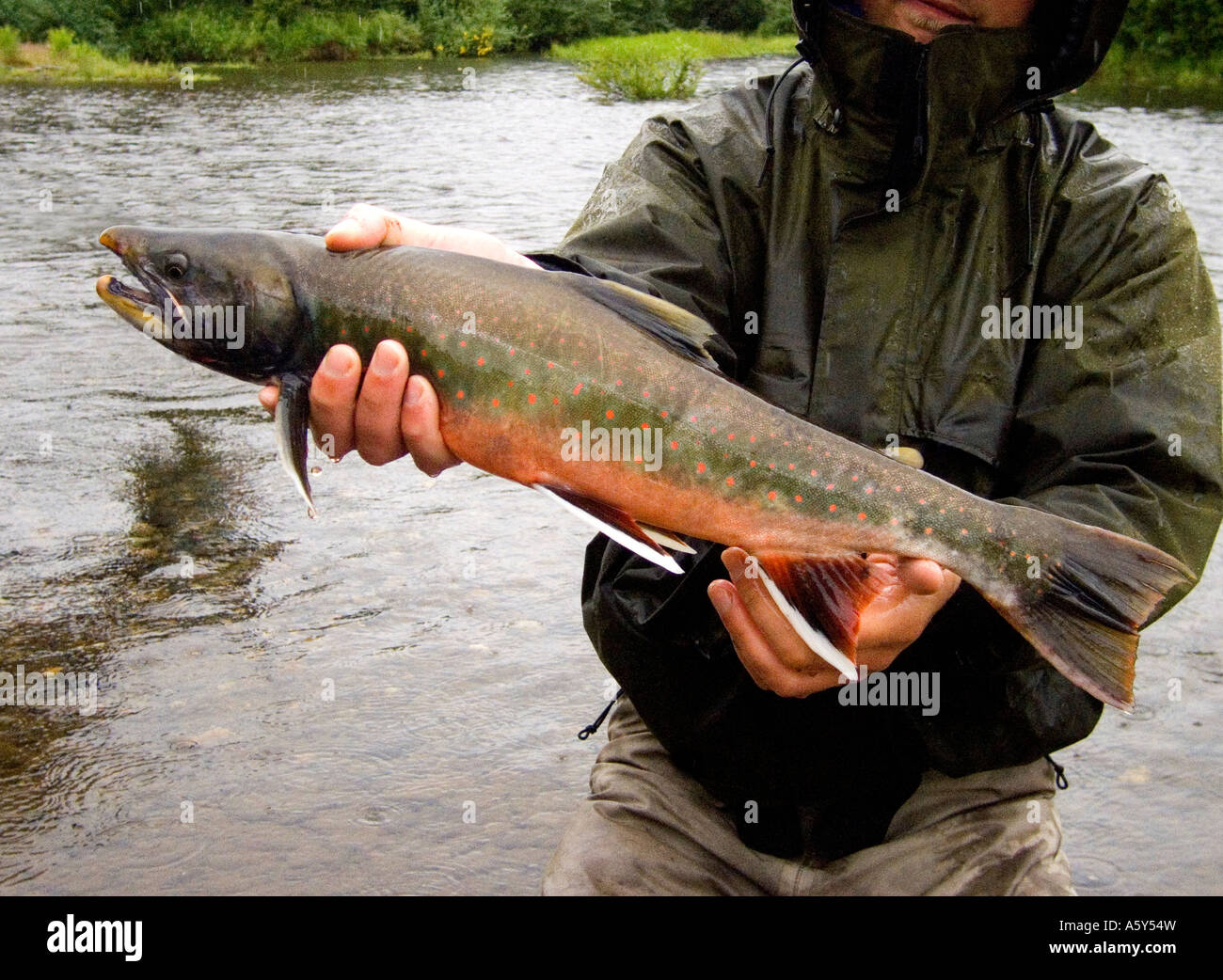 Dolly Varden Trout
