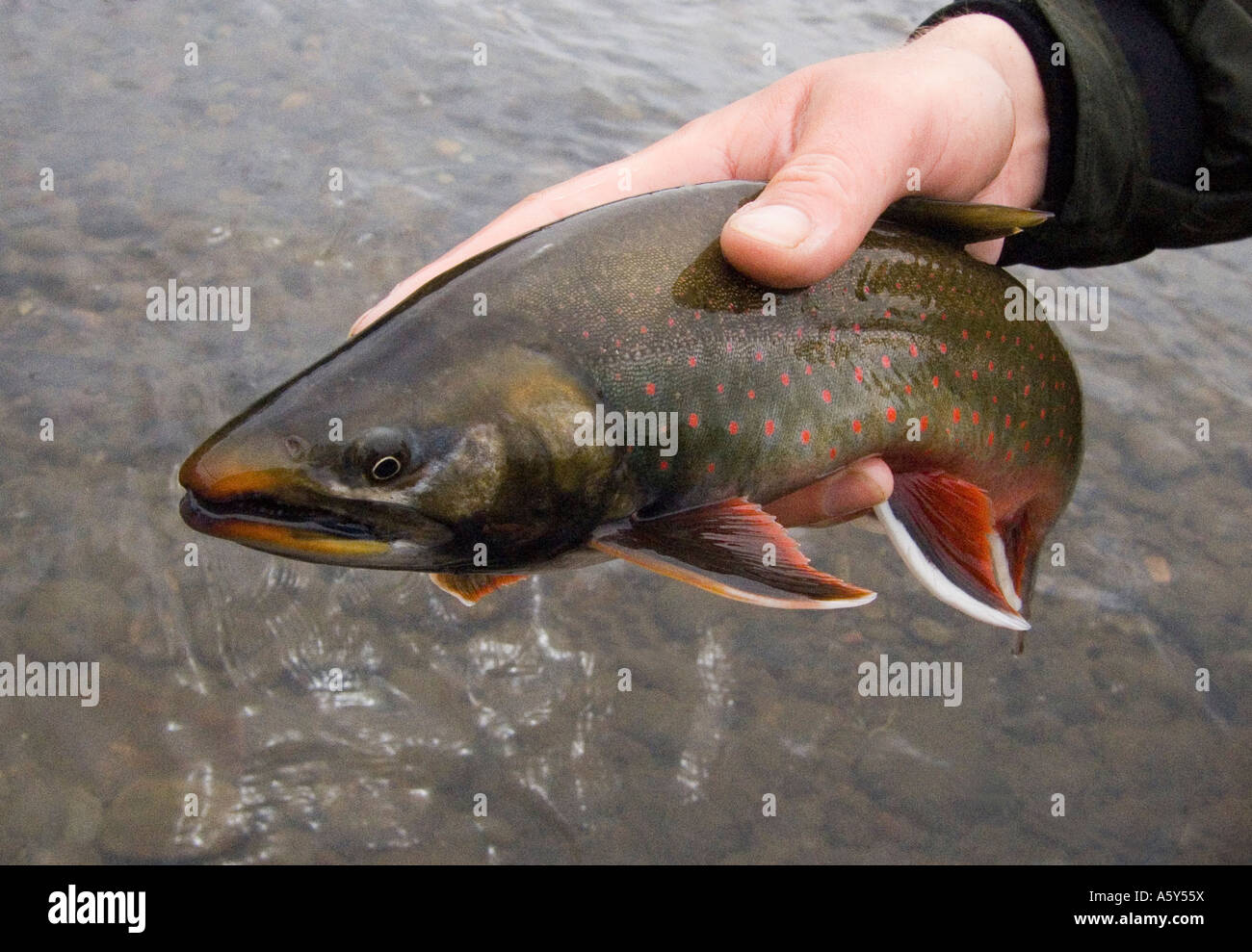 Dolly catch hi-res stock photography and images - Alamy
