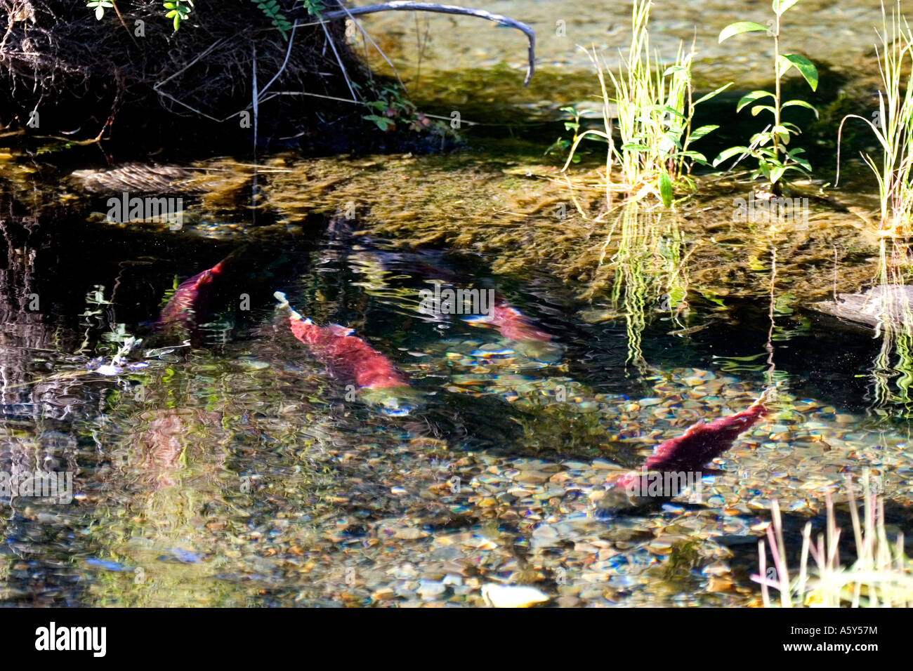 Fish spawning beds hi-res stock photography and images - Alamy