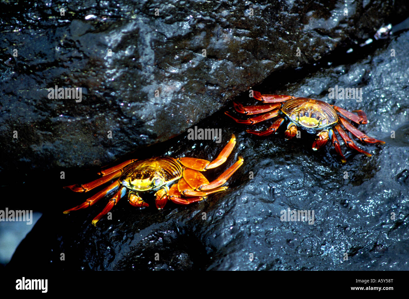 PT-10 SALLY LIGHTFOOT CRABS Stock Photo - Alamy