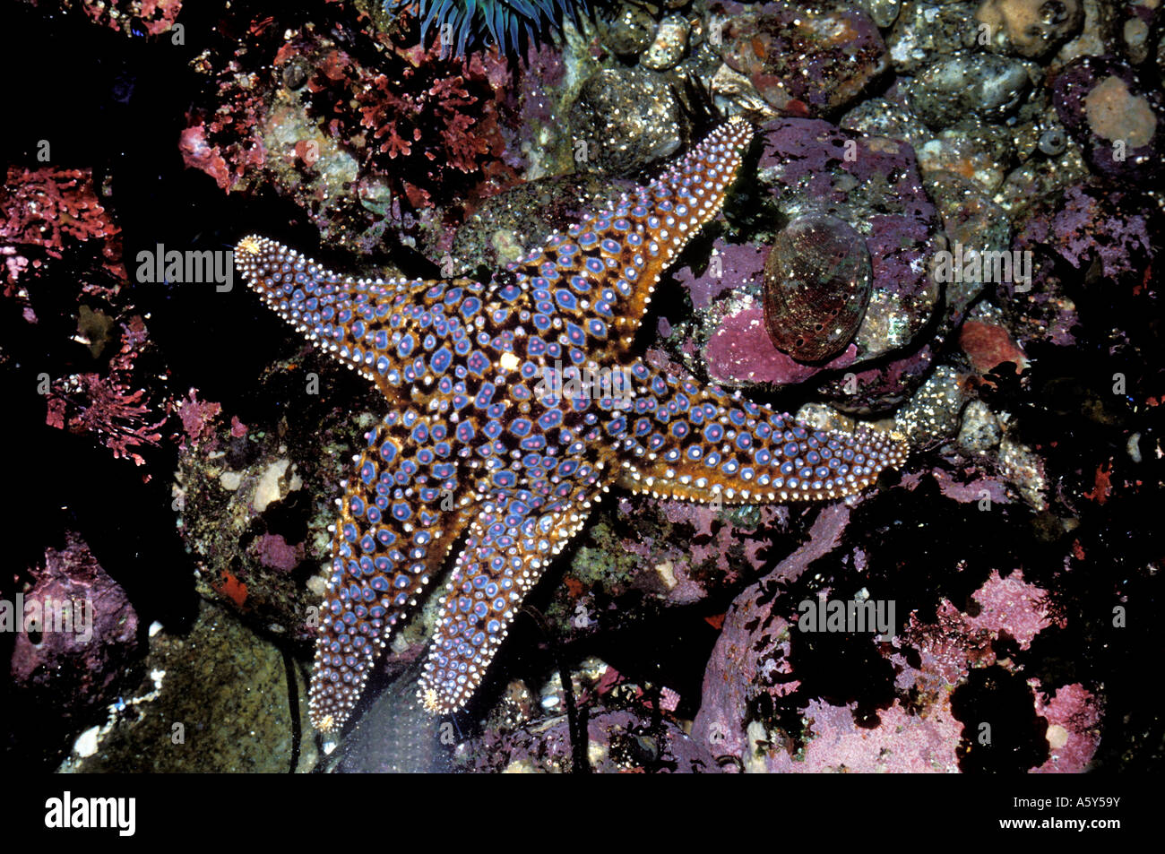 Knobby starfish hi-res stock photography and images - Alamy