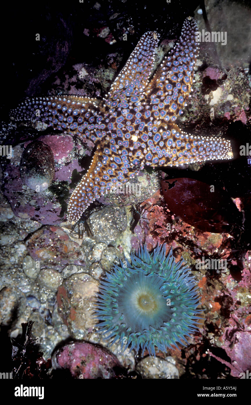 PT-4 GREEN ANEMONE & BLUE NOBBY STARFISH Stock Photo - Alamy