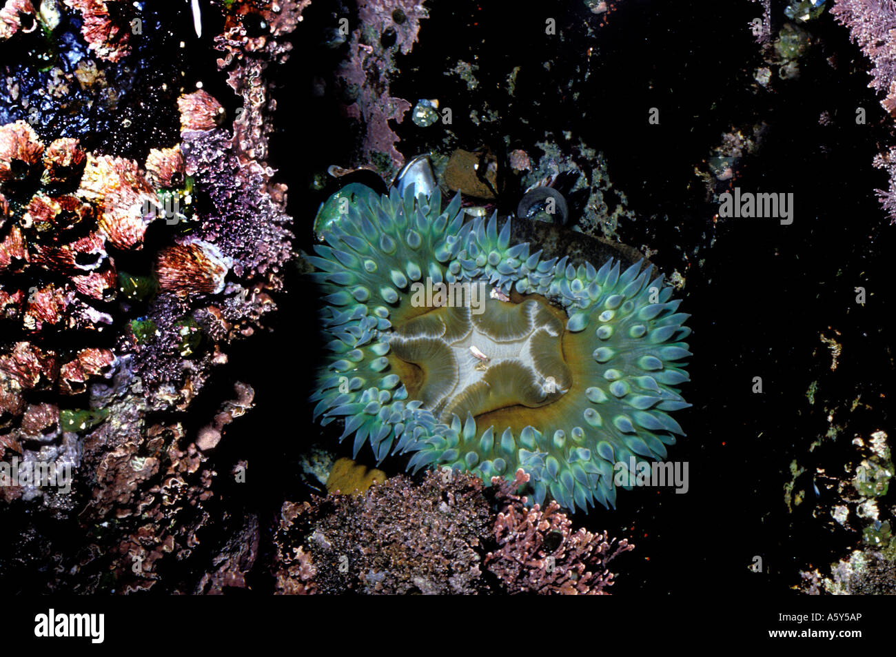 PT-5 GIANT GREEN ANEMONE Stock Photo - Alamy