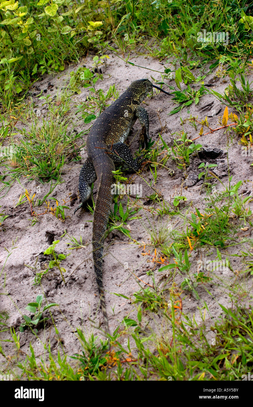 Nile water monitor hi-res stock photography and images - Alamy