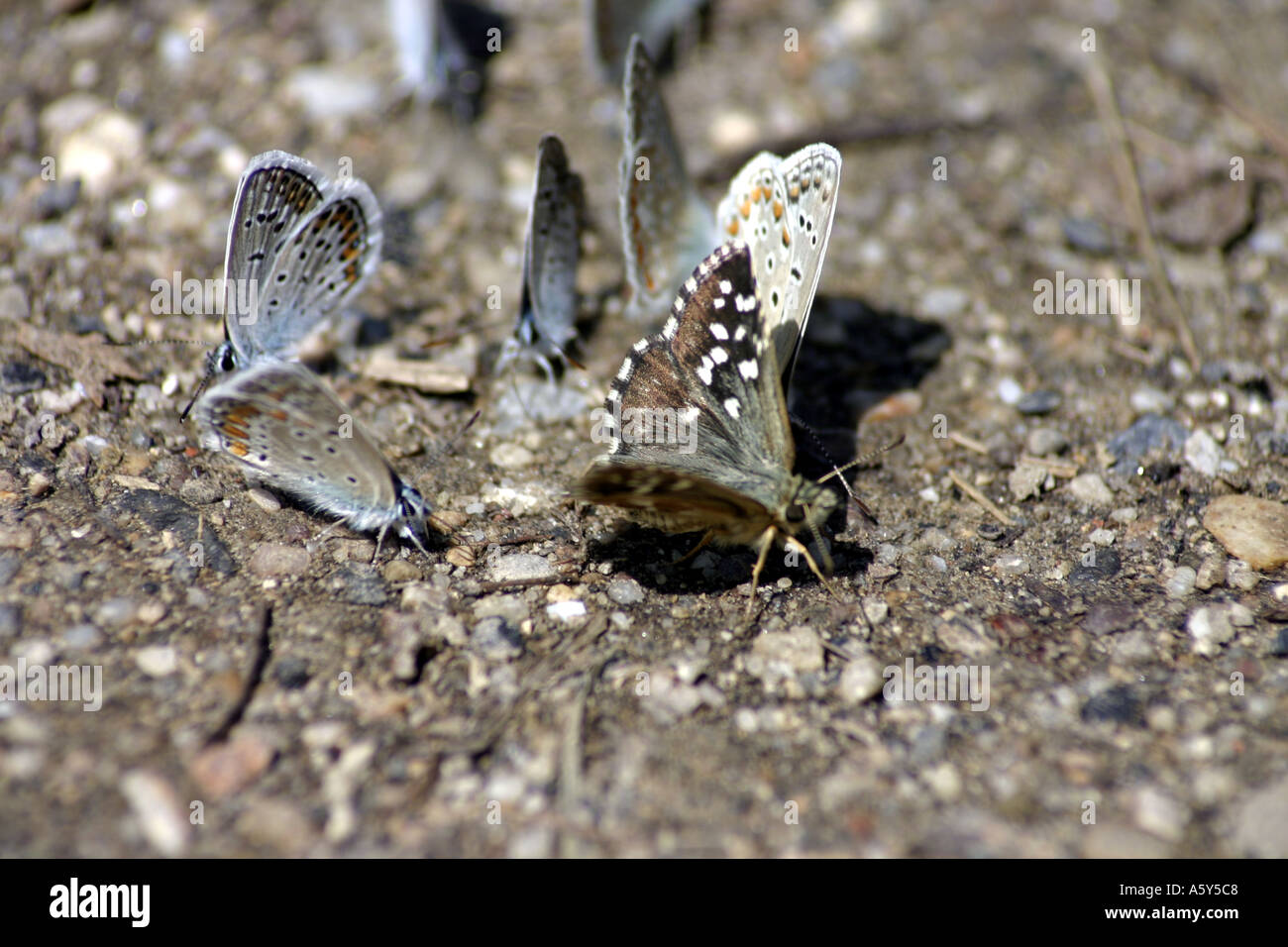 Butterflies and insects hi-res stock photography and images - Alamy