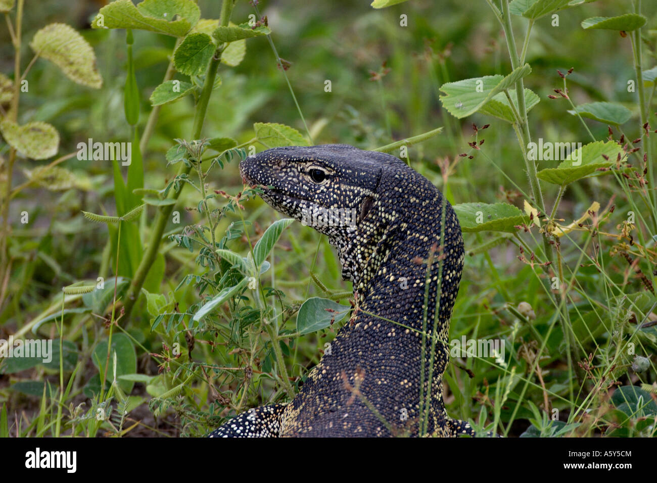 Nile water monitor hi-res stock photography and images - Alamy