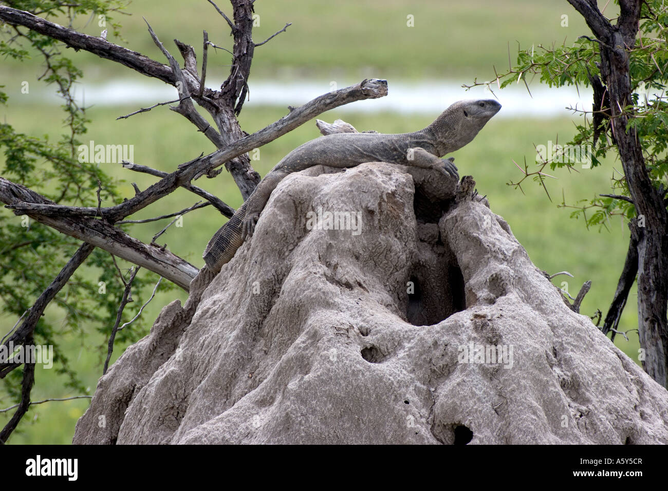 R-225D ROCK MONITOR LIZARD ON TERMITE MOUND Stock Photo - Alamy