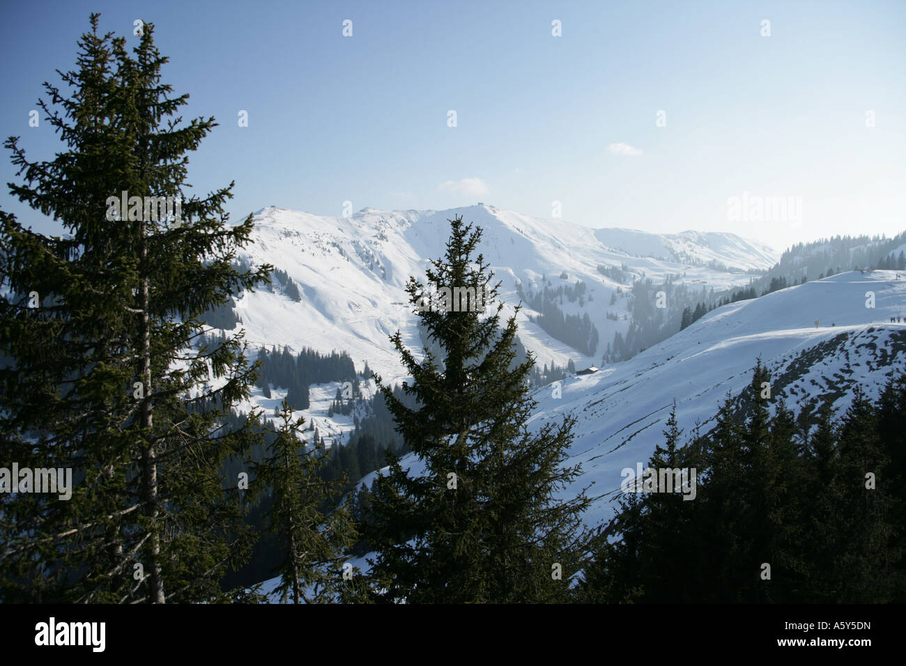 Tyrolean spruce hi-res stock photography and images - Alamy