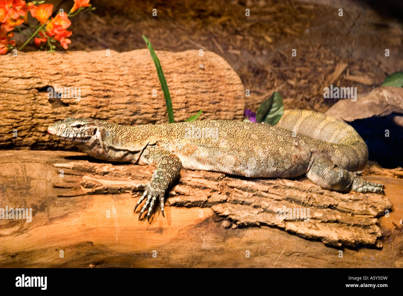 Monitor of the nile monitor niloticus hi-res stock photography and ...