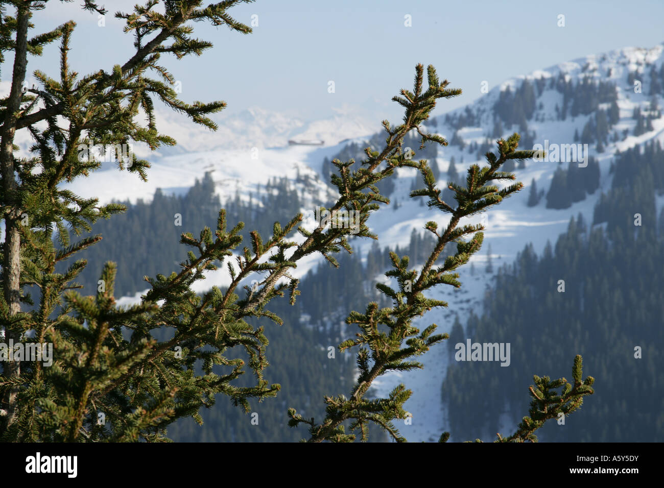 Tyrolean Spruce High Resolution Stock Photography and Images - Alamy
