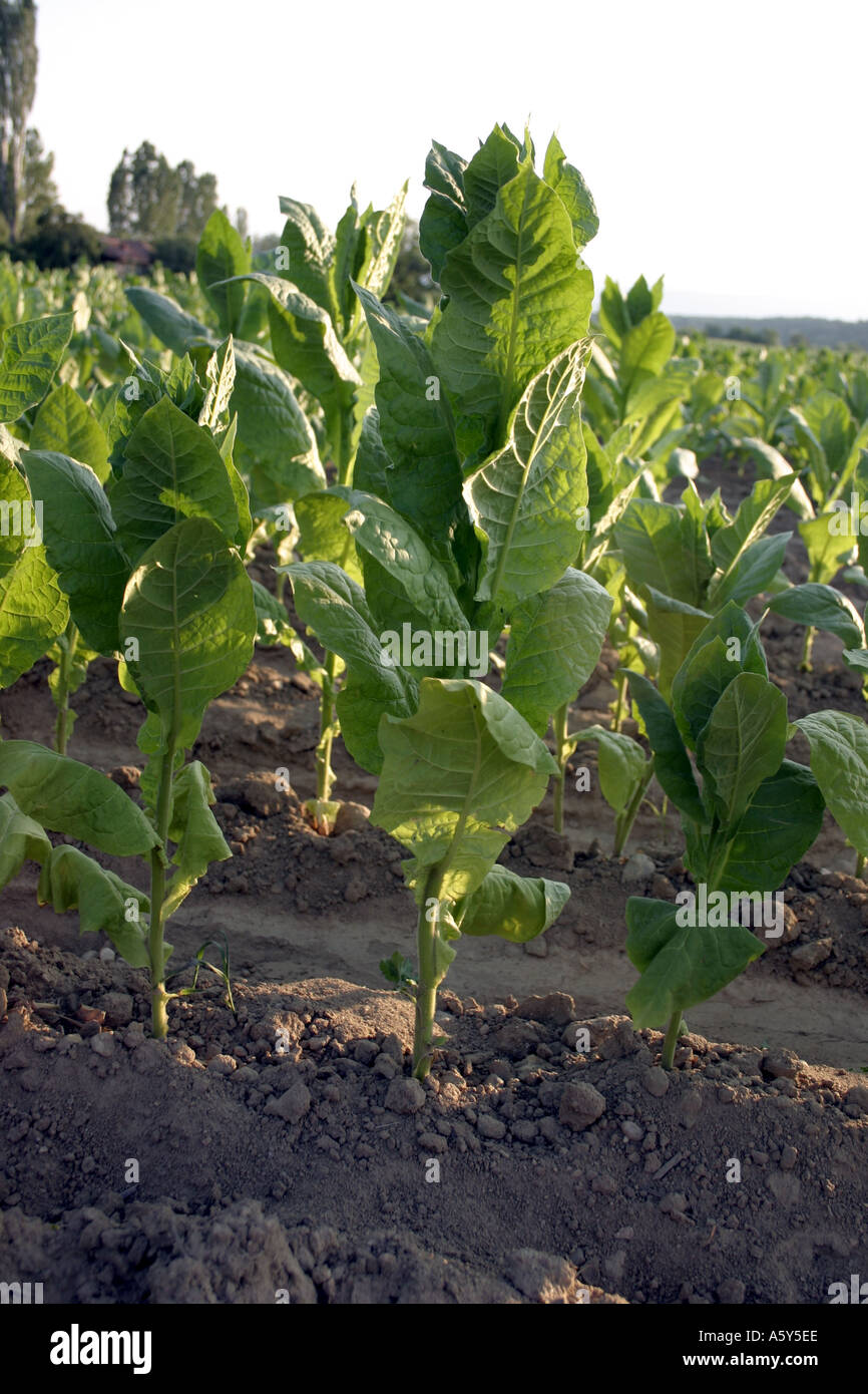 Tobacco hi-res stock photography and images - Alamy