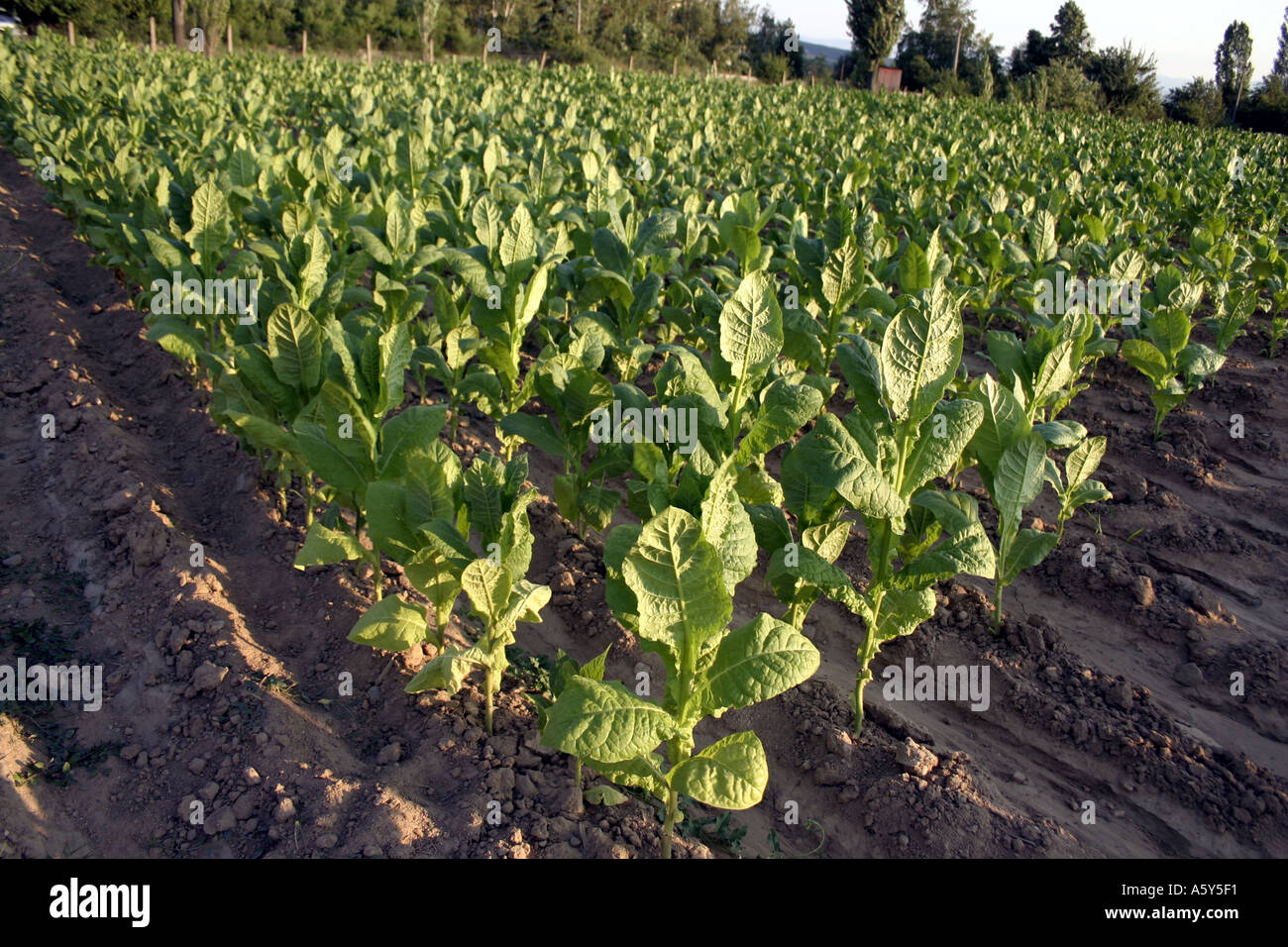 Tobacco hi-res stock photography and images - Alamy