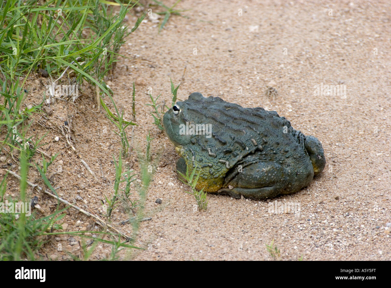 Giant bullfrog hi-res stock photography and images - Alamy