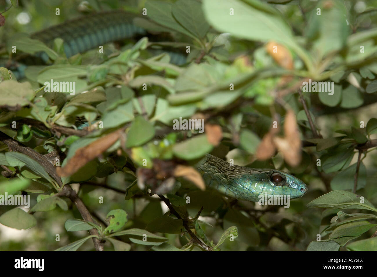 Boomslang snake hi-res stock photography and images - Alamy