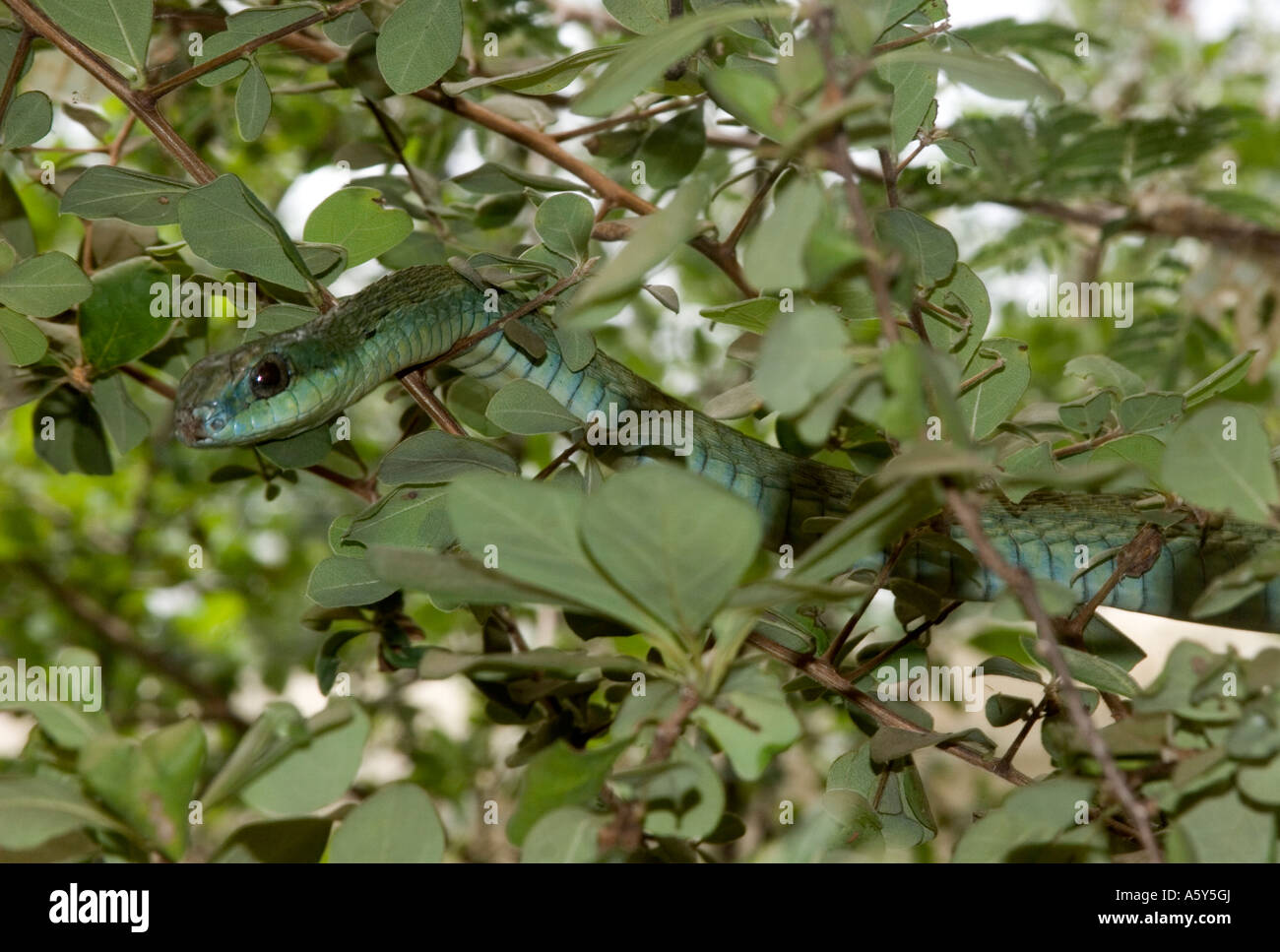 Boomslang snake hi-res stock photography and images - Alamy