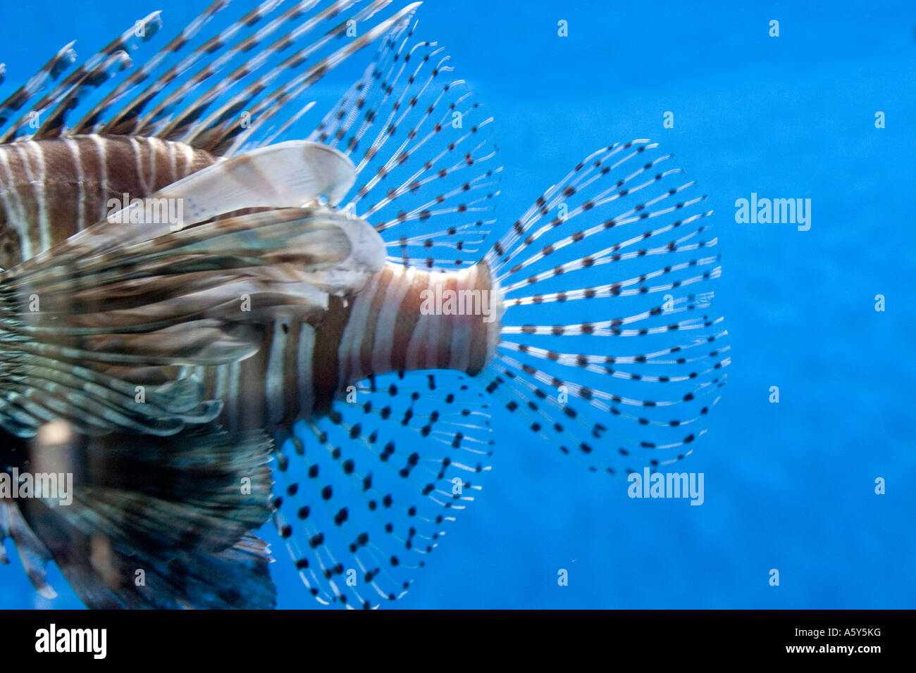 Tail of lionfish hi-res stock photography and images - Alamy