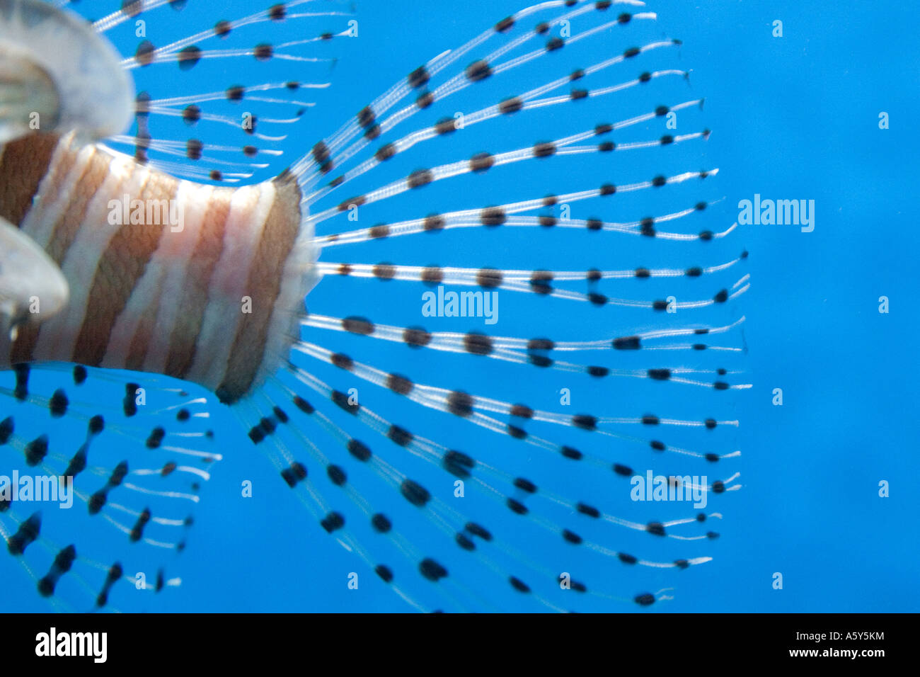 Tail of lionfish hi-res stock photography and images - Alamy