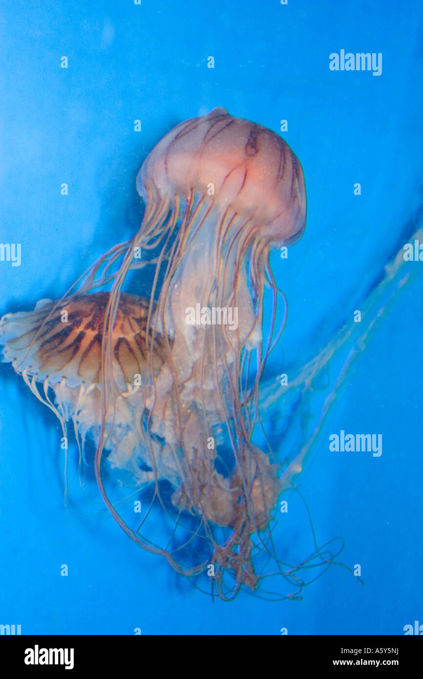 Juvenile red stripped jellyfish hi-res stock photography and images - Alamy