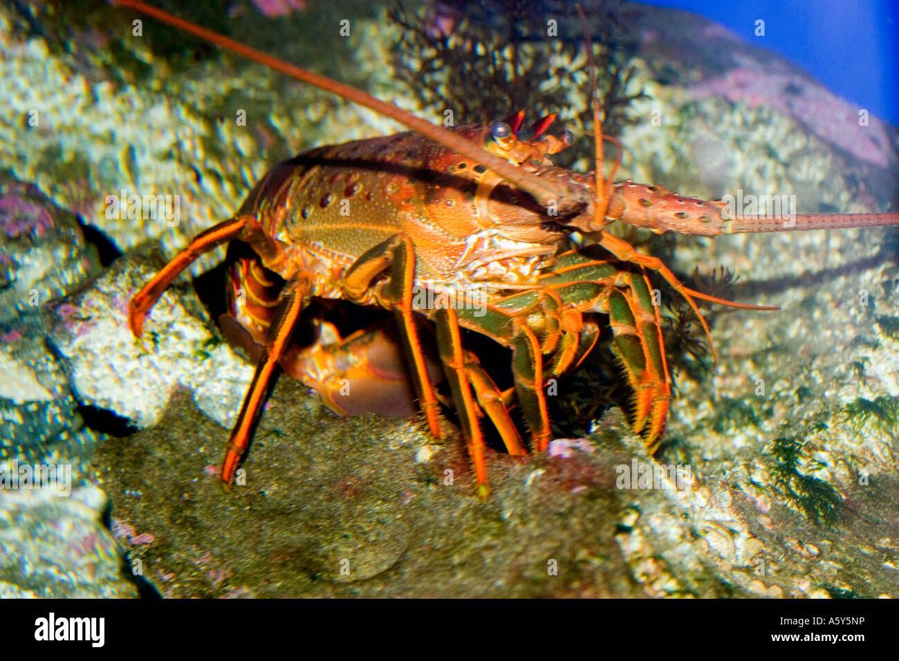 Califorina spring lobster hi-res stock photography and images - Alamy