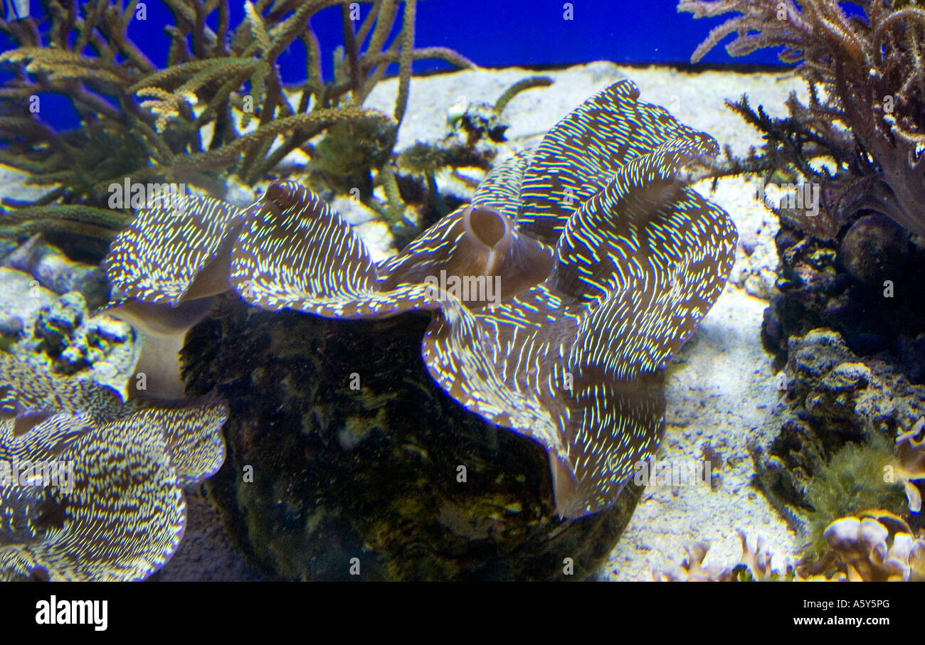 UI-155D SOUTHERN GIANT CLAM WITH OPEN MANTLE Stock Photo - Alamy