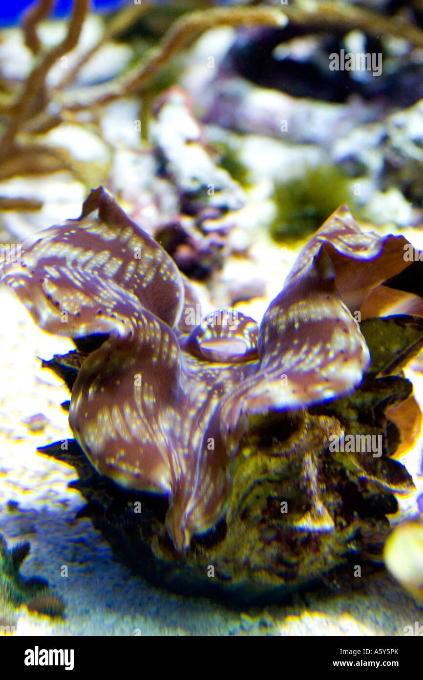 UI-156D SOUTHERN GIANT CLAM WITH OPEN MANTLE Stock Photo - Alamy