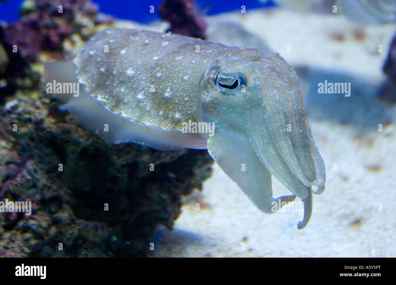 UI-157D SWIMMING SEPIA CUTTLEFISH Stock Photo - Alamy