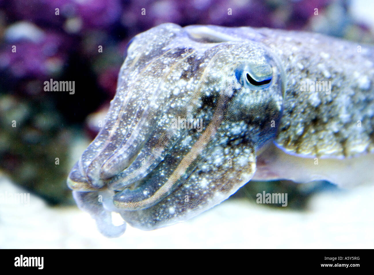 UI-158D CLOSE-UP OF SEPIA CUTTLEFISH Stock Photo - Alamy
