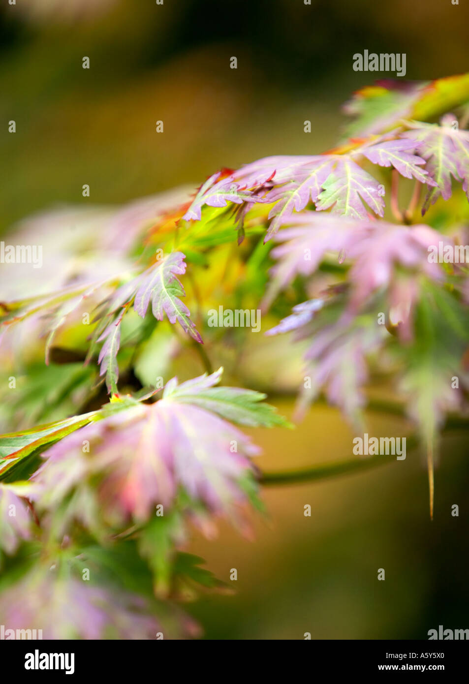 Details of Autumn leaves, France Stock Photo - Alamy