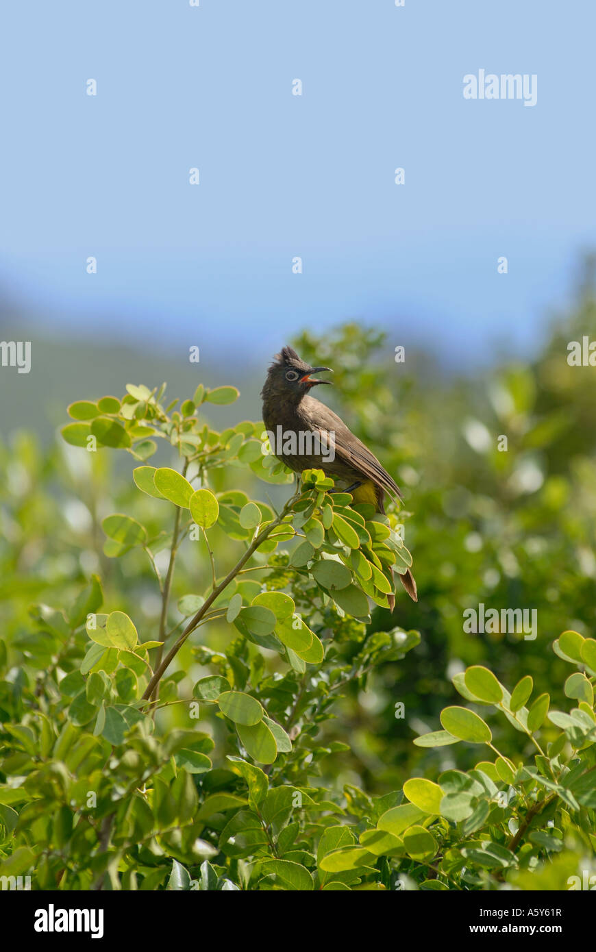 Tiptol High Resolution Stock Photography and Images - Alamy