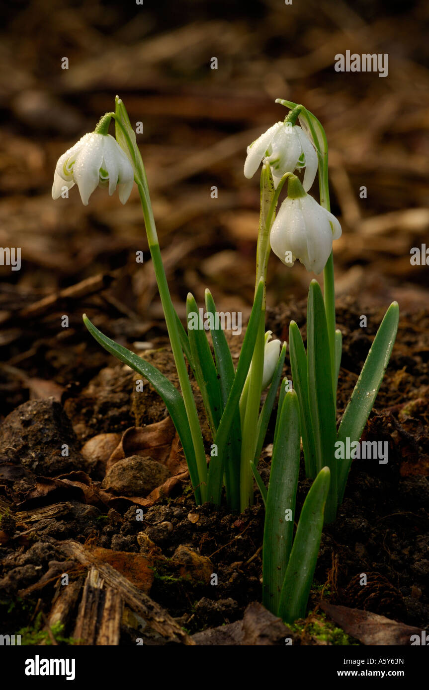 Woodland covered in snowdrops hi-res stock photography and images - Alamy