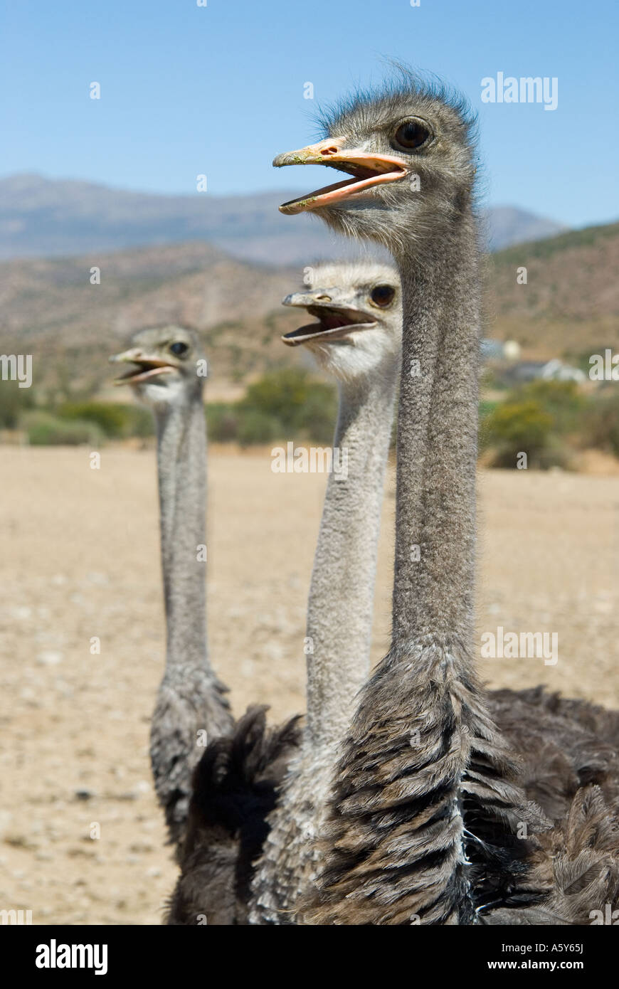 Common Ostrich, The Karoo, South Africa Stock Photo - Alamy