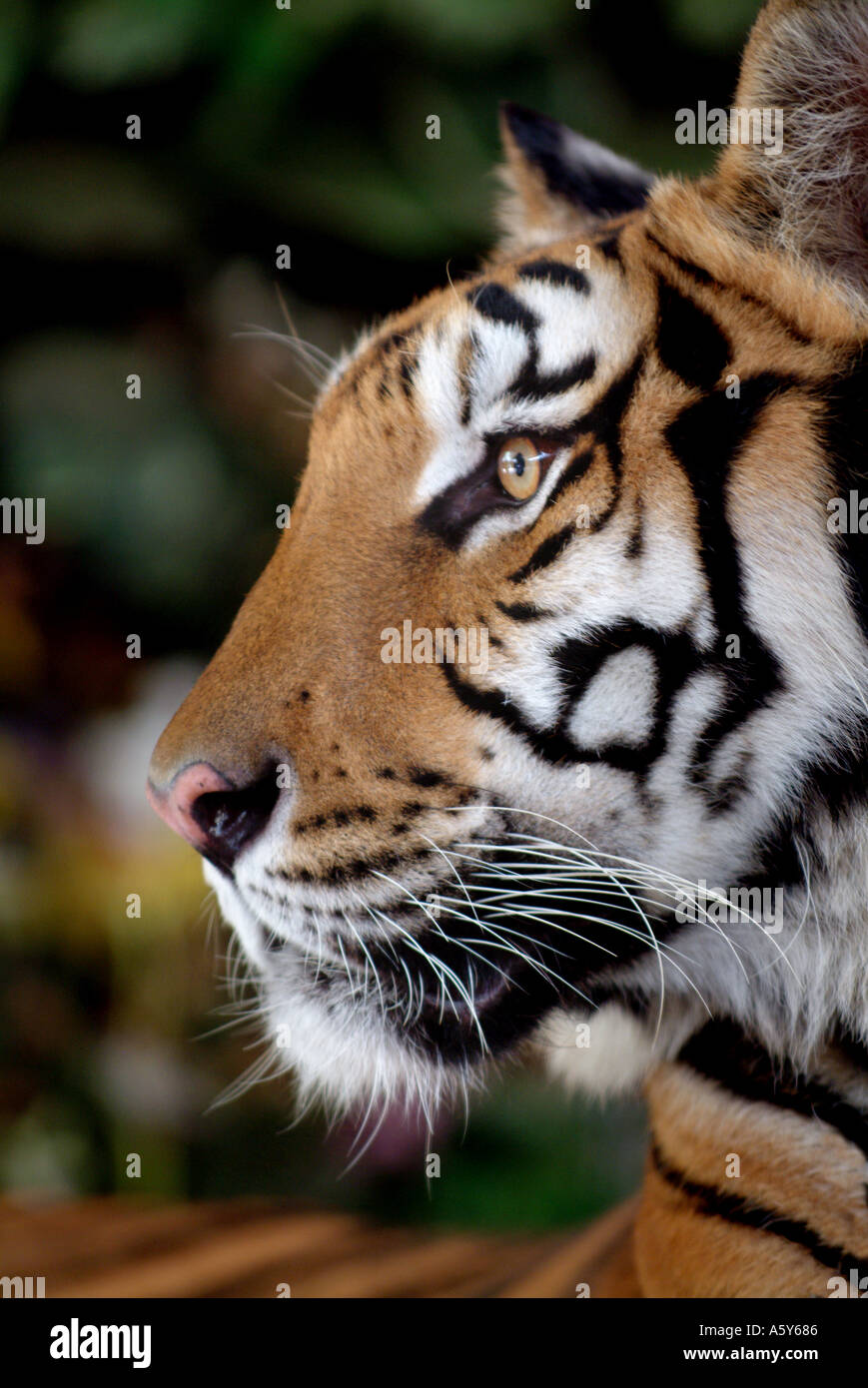 Tiger near Bangkok Thailand Stock Photo - Alamy