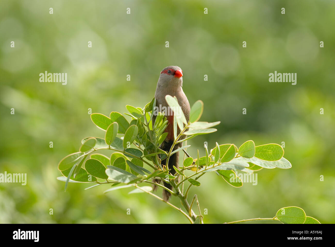 Common Waxbill or Rooibeksysie, South Africa Stock Photo - Alamy