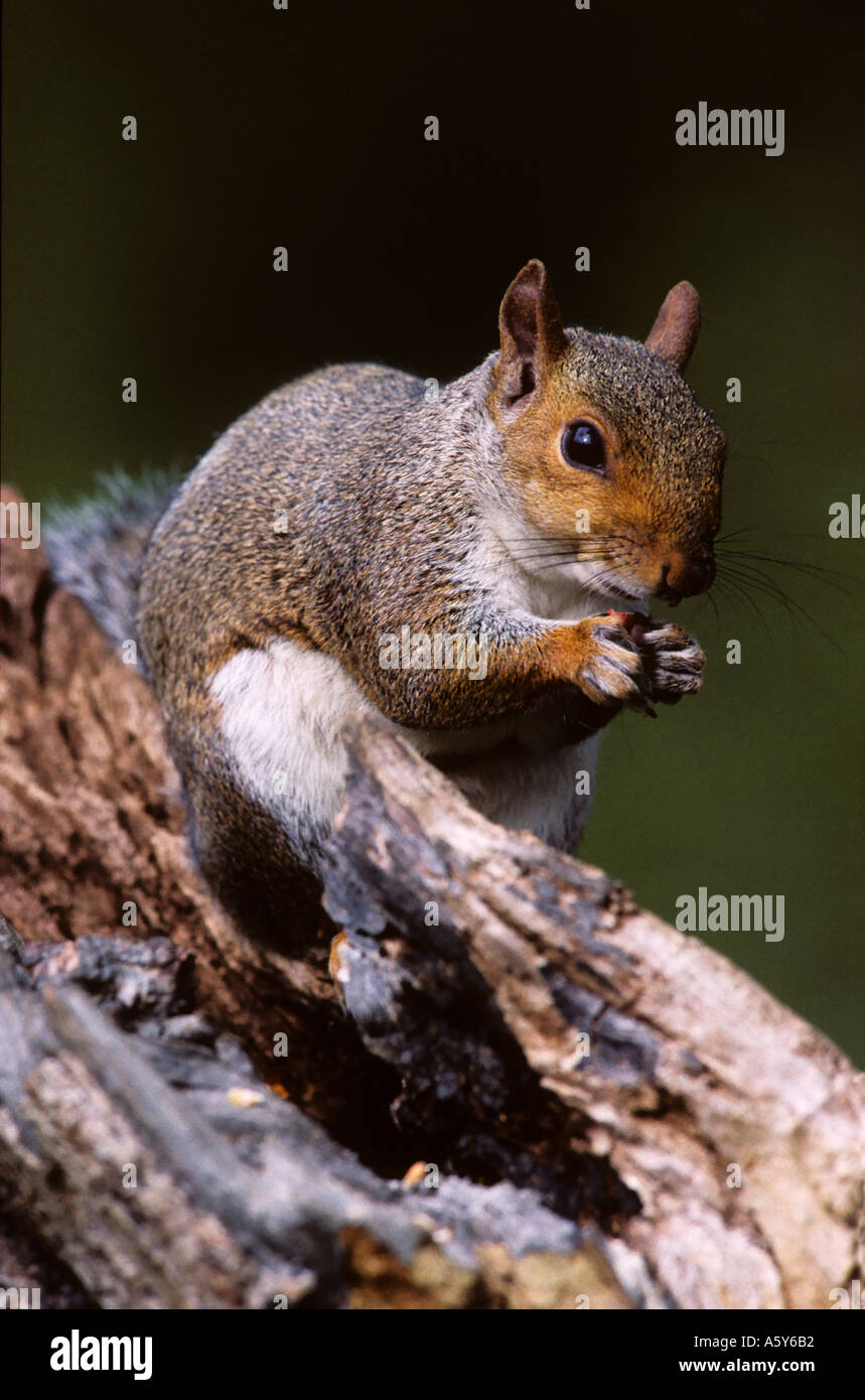 Squirrel with acorn hi-res stock photography and images - Alamy