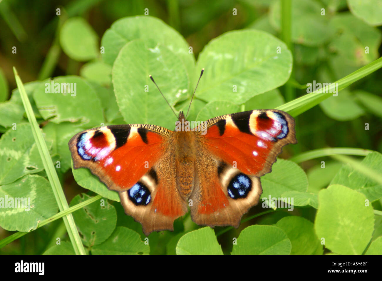 Peacock Inachis io Stock Photo - Alamy