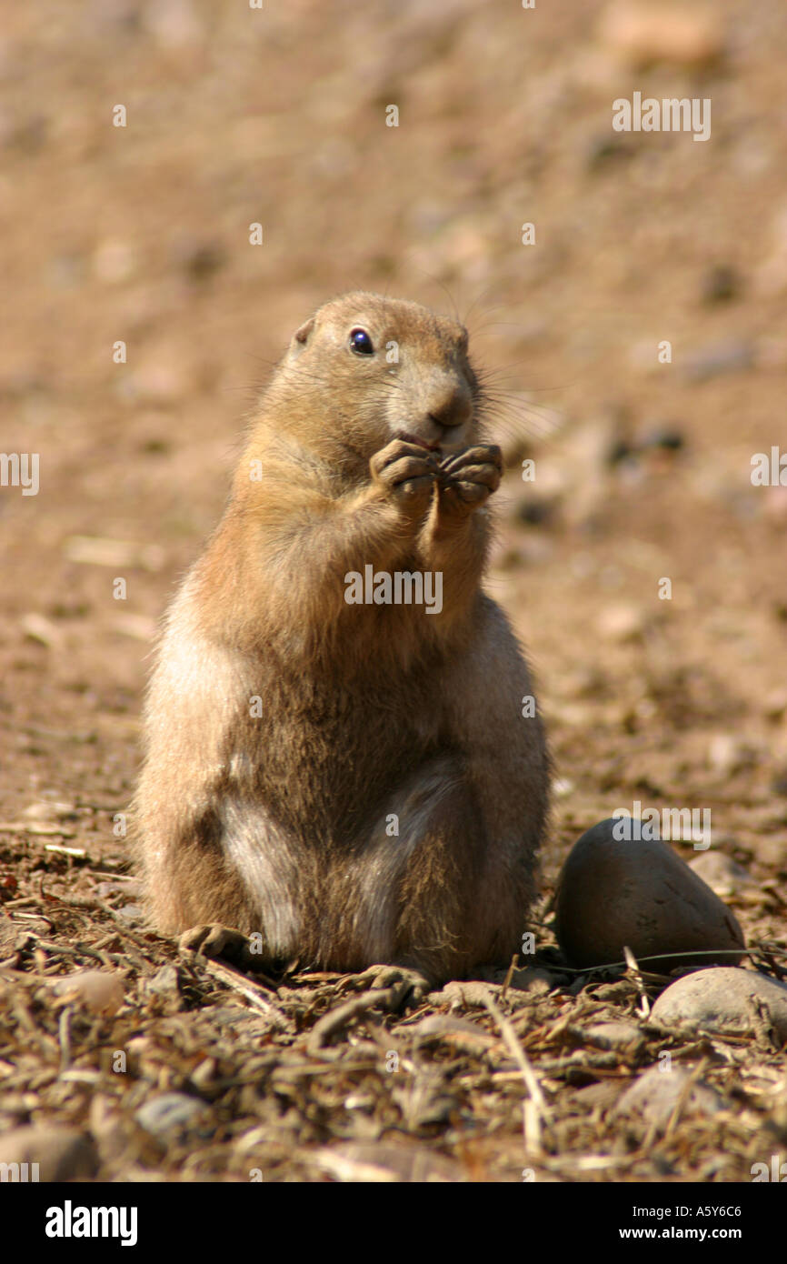 Burrowing rodents hi-res stock photography and images - Alamy