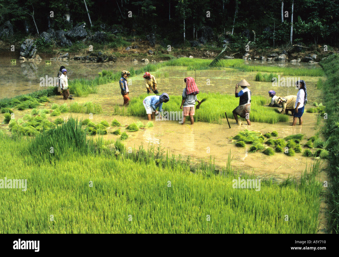 Women workers in a rice paddy field in Bali Indonesian Archipeligo ...