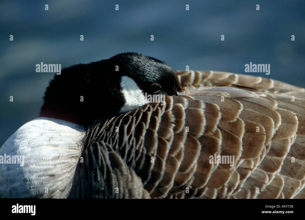 Head tucked under wing hi-res stock photography and images - Alamy