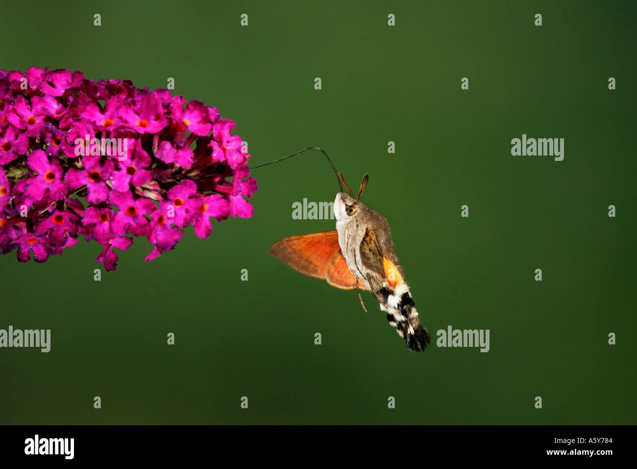 Jasmine moth hi-res stock photography and images - Alamy