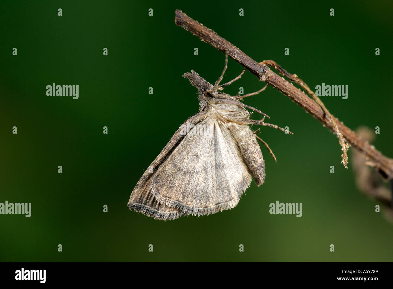 Moth with drying wings hi-res stock photography and images - Alamy