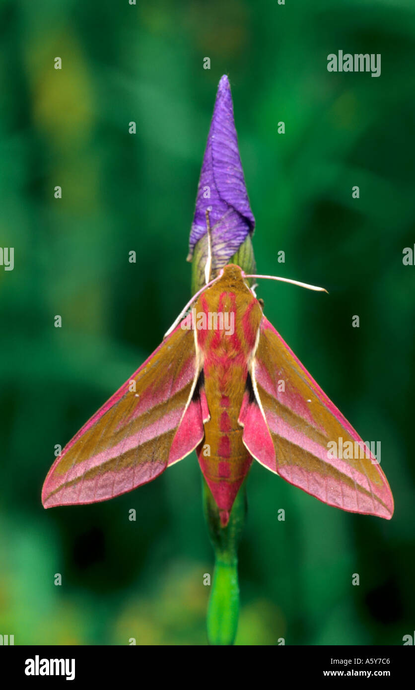 Elephant hawk moth hi-res stock photography and images - Alamy