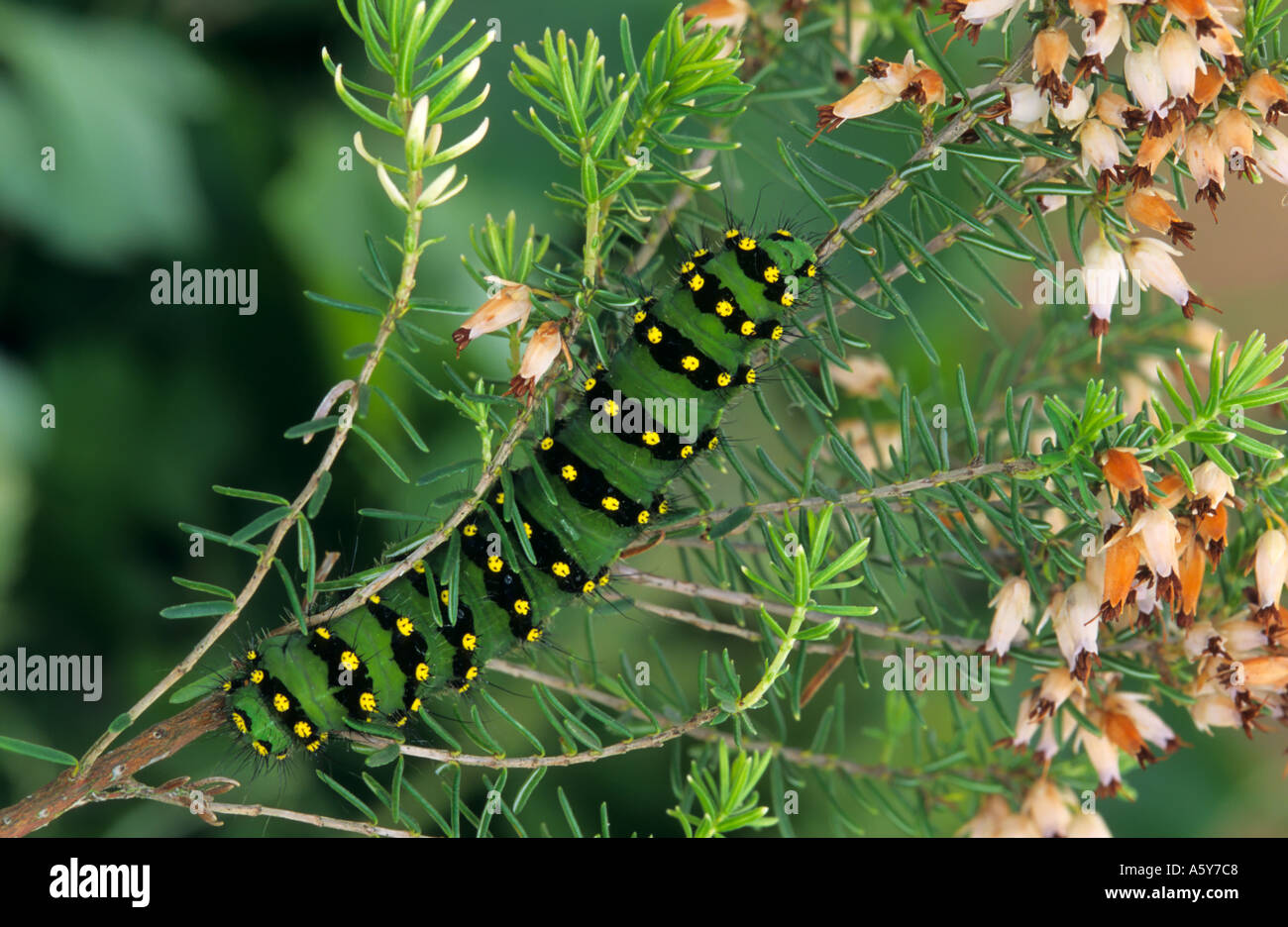 Emperor Moth Saturnia pavonia Larvae feeding on heather potton ...