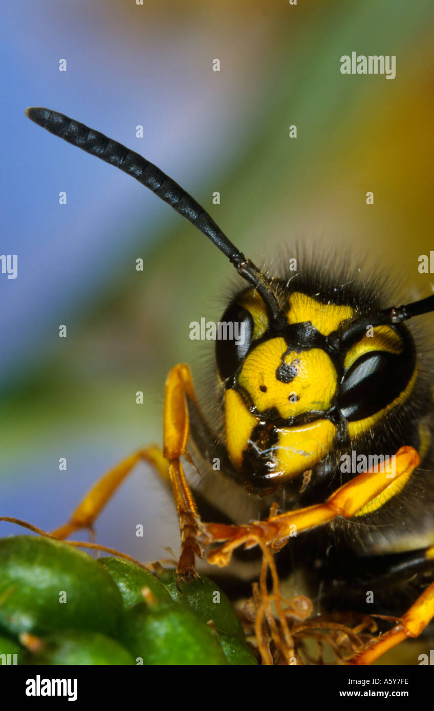 German Wasp Vespula germanica close up shot of face showing markings ...