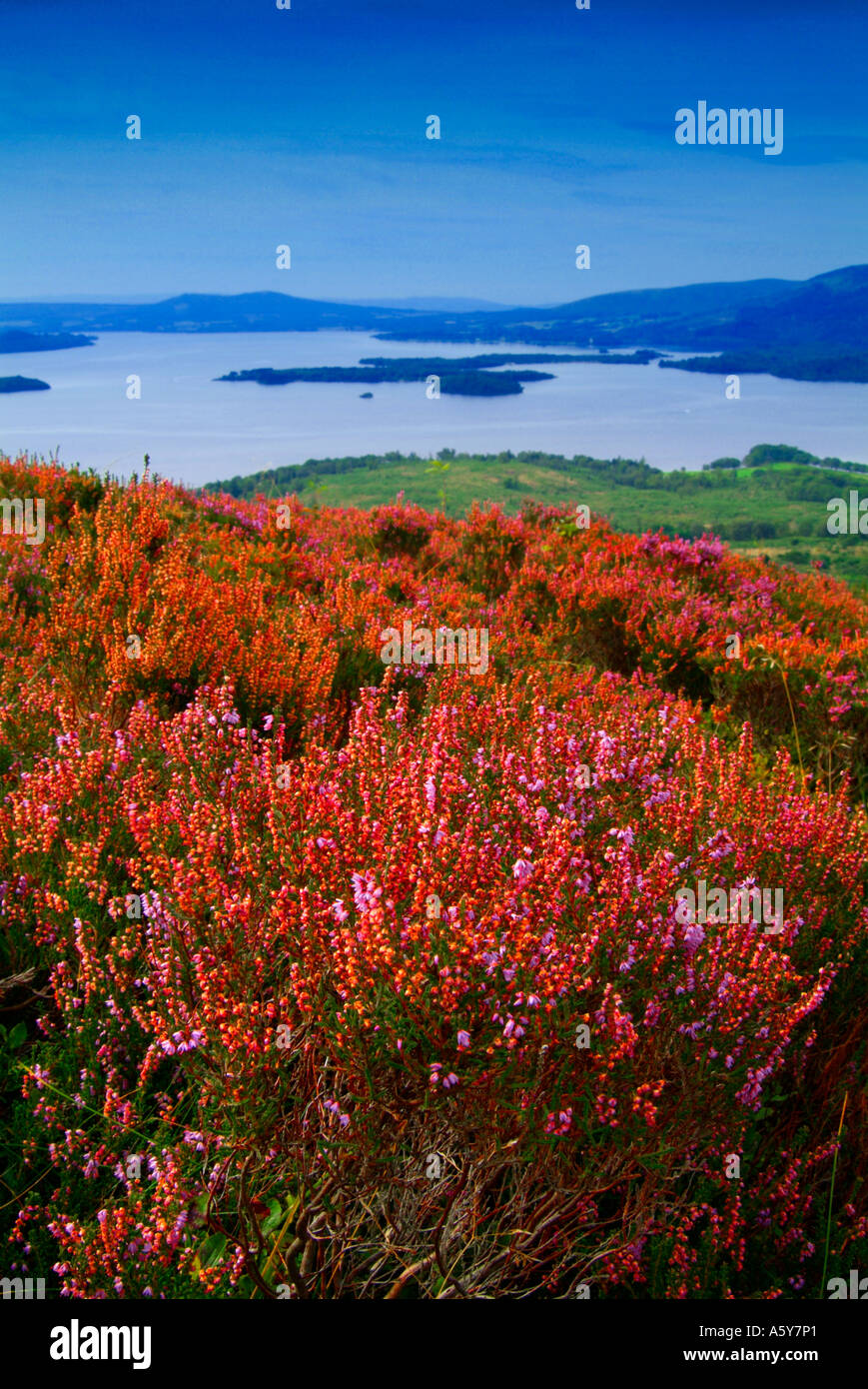 Scottish heather plant on hillside over looking Loch Lomond Stock Photo ...