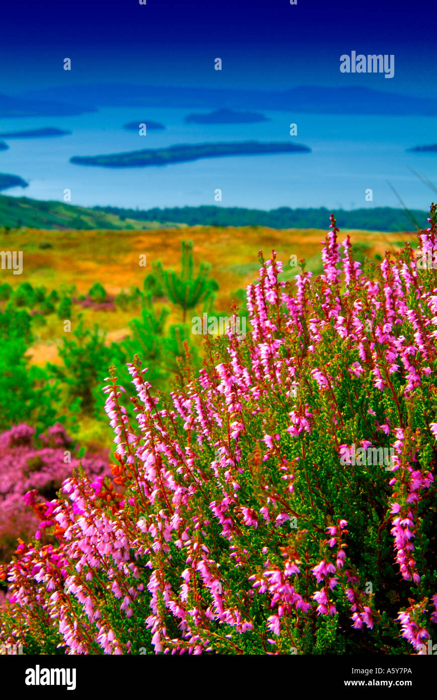 Scottish heather plant on hillside over looking Loch Lomond Stock Photo ...