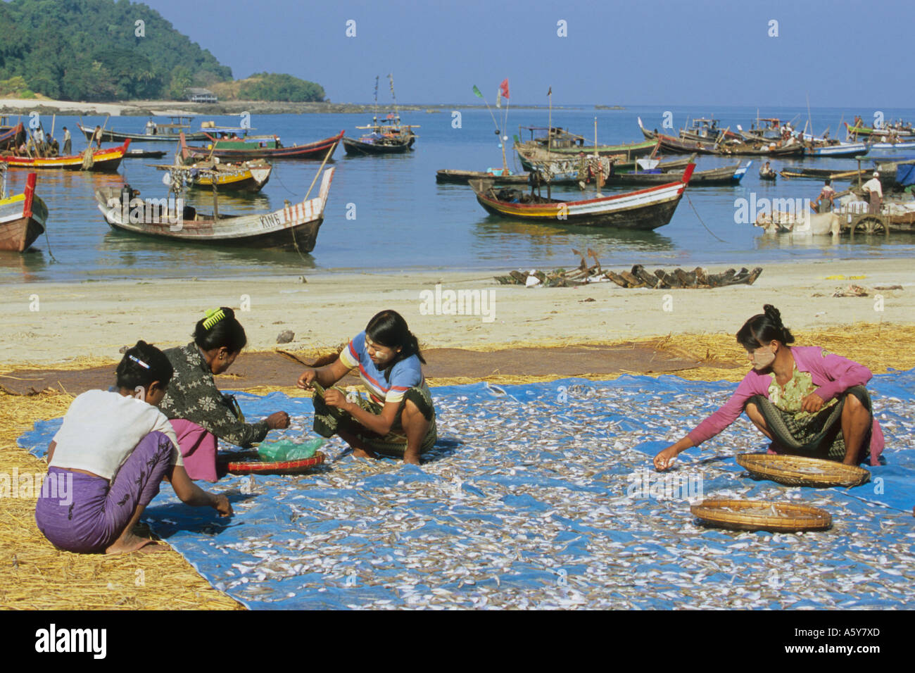 Myanmar Rakhine State Ngapali Beach spreading fish to dry Stock Photo ...