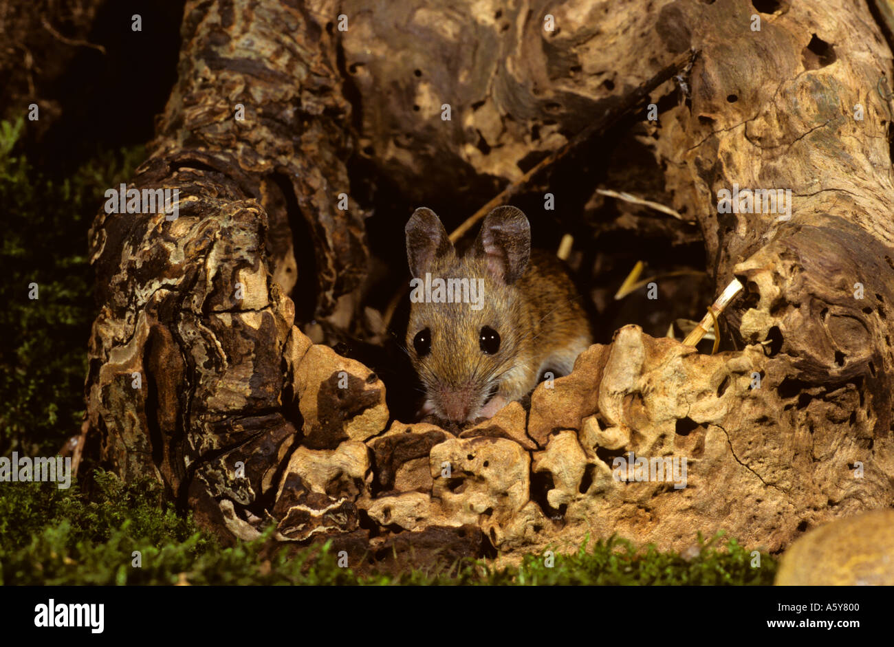 Woods mouse hi-res stock photography and images - Alamy