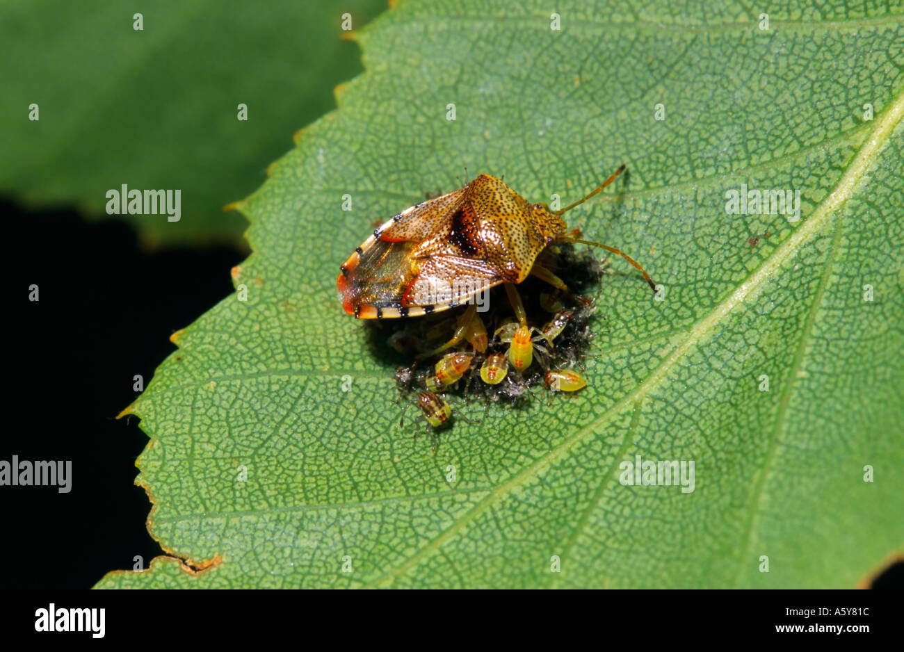 Silver birch leaf hi-res stock photography and images - Alamy