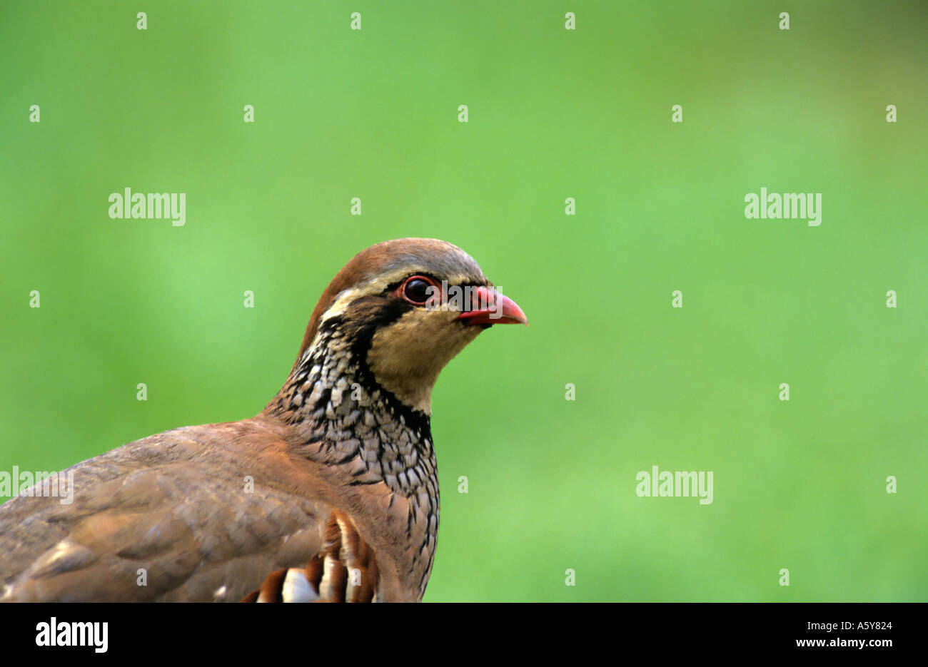 Shot partridge hi-res stock photography and images - Alamy